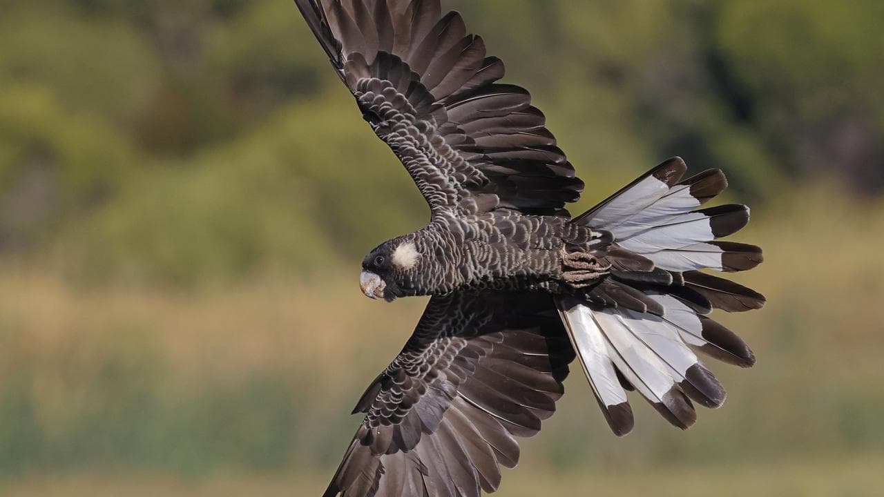 Hopes native tree project will save endangered cockatoo