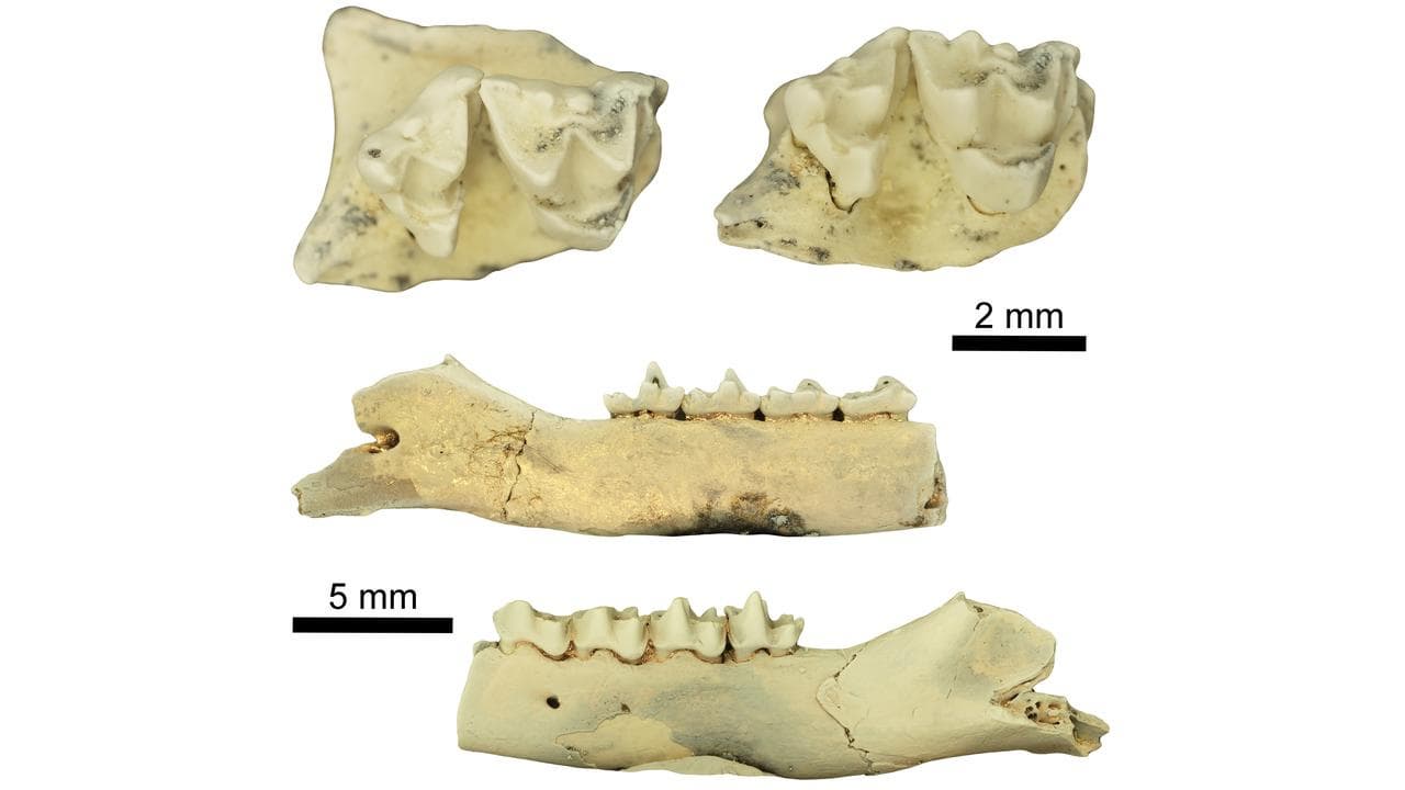 Ancient teeth reveal gaps in marsupial family tree
