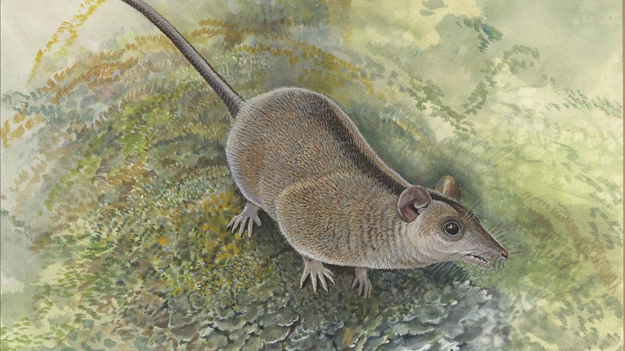 Ancient teeth reveal gaps in marsupial family tree