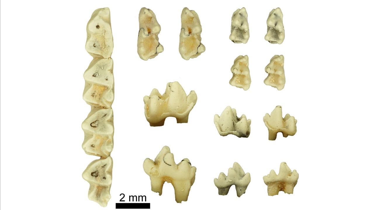 Ancient teeth reveal gaps in marsupial family tree