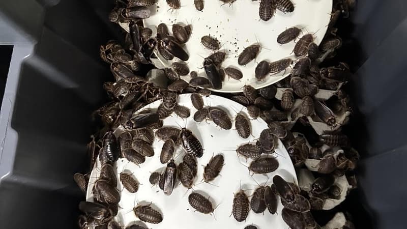 Record bust seizes more than 100,000 exotic cockroaches