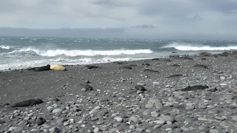 'Sobering': flu strain kills thousands of seal pups