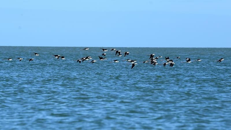 Fears killer bird flu has reached Australian mainland